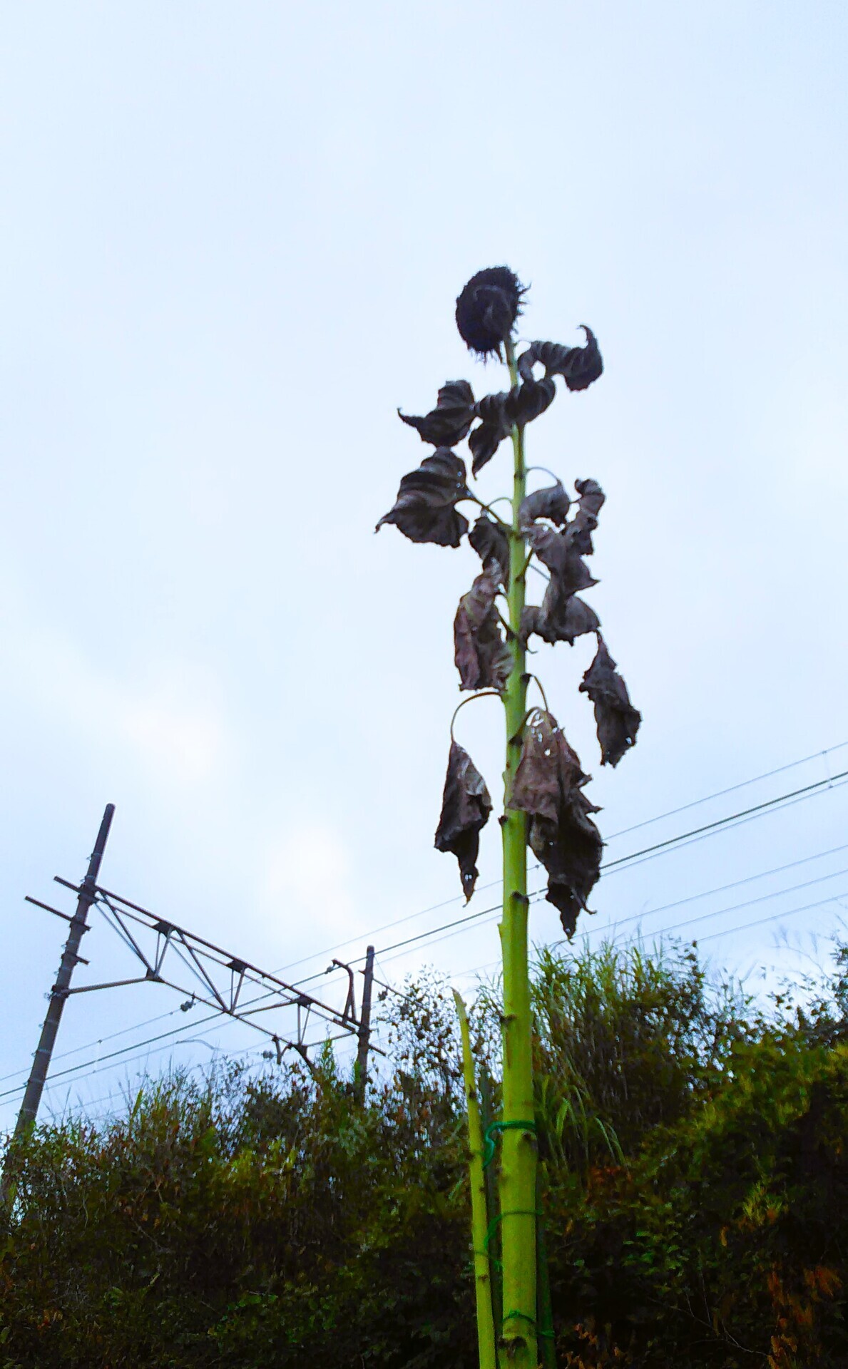 September 1 -summer withers-: FOTO